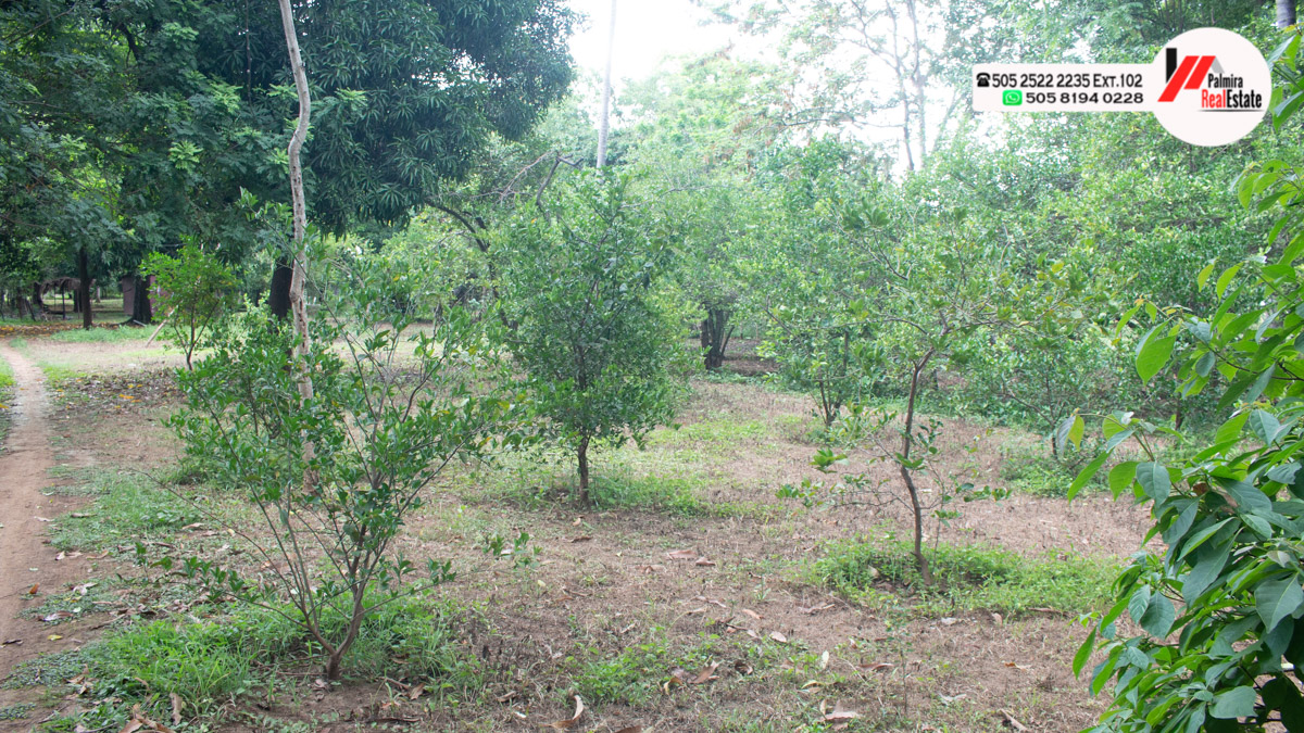venta de finca en tisma masaya | Compra y Venta Nicaragua